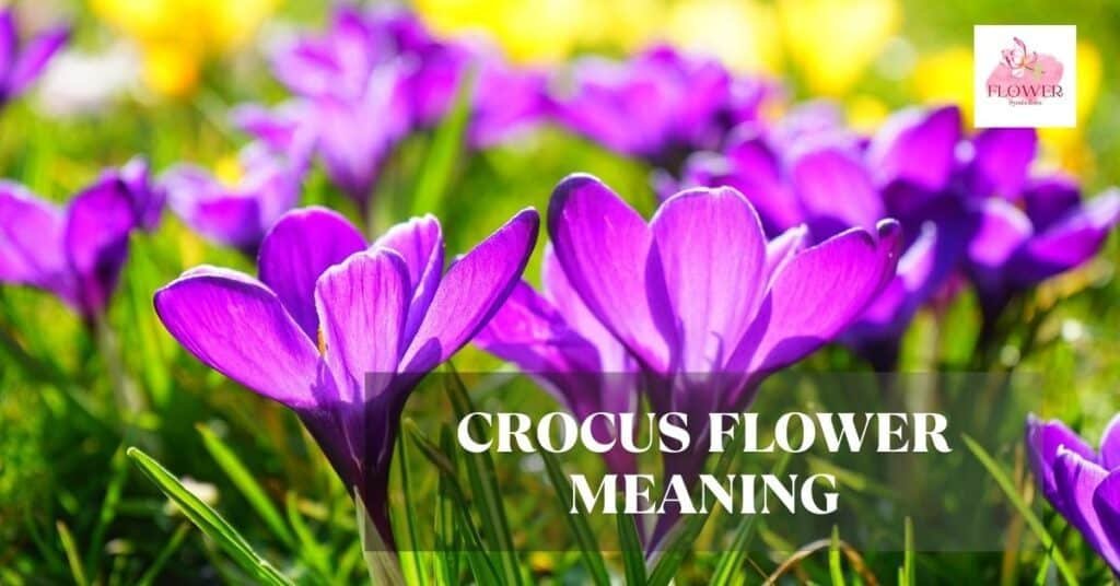 Crocus Flower Meaning and Symbolism